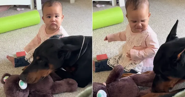 Gentle giant: Big dog comforts ‘overwhelmed’ baby in heartwarming video