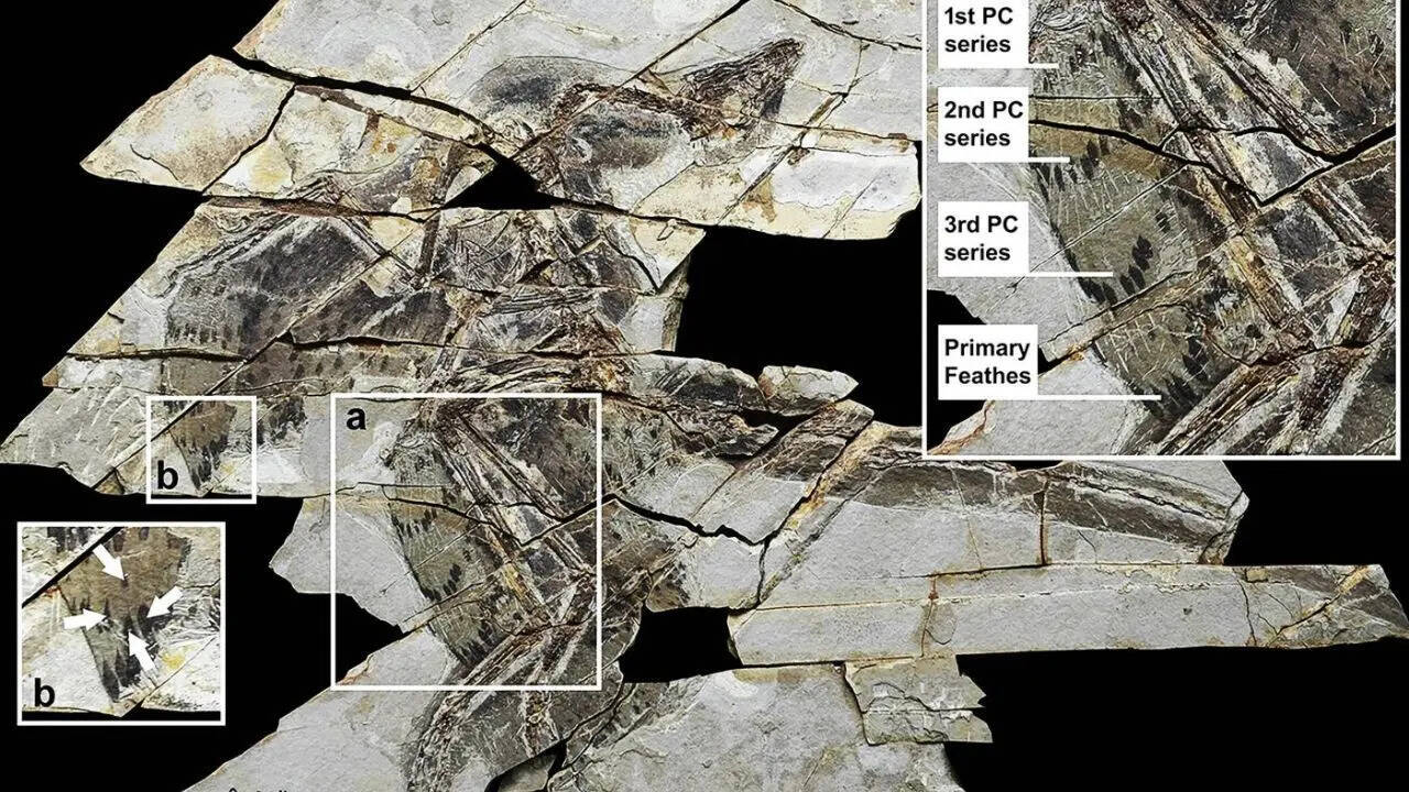A 160-million-year-old 'technicolour' dinosaur fossil discovered in ...
