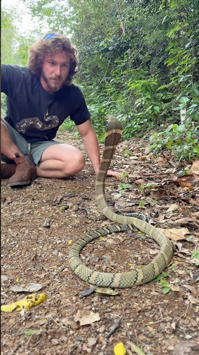 Wild king cobra!