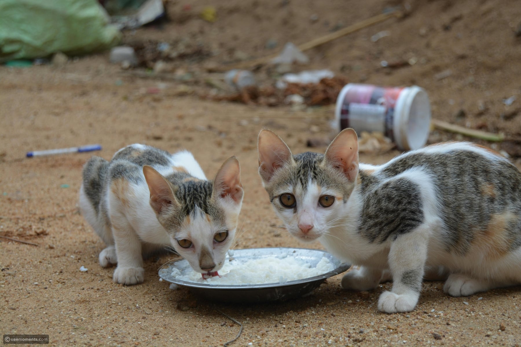 10 things you shouldn't do if you love your cat a lot
