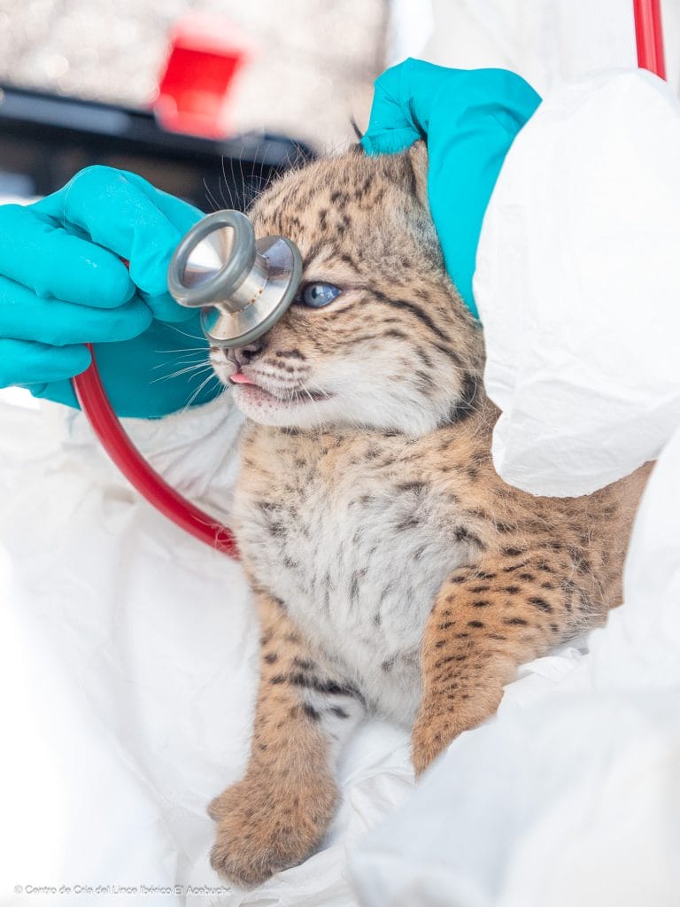 El lince ibérico da un nuevo salto en España: 31 cachorros y camadas ...