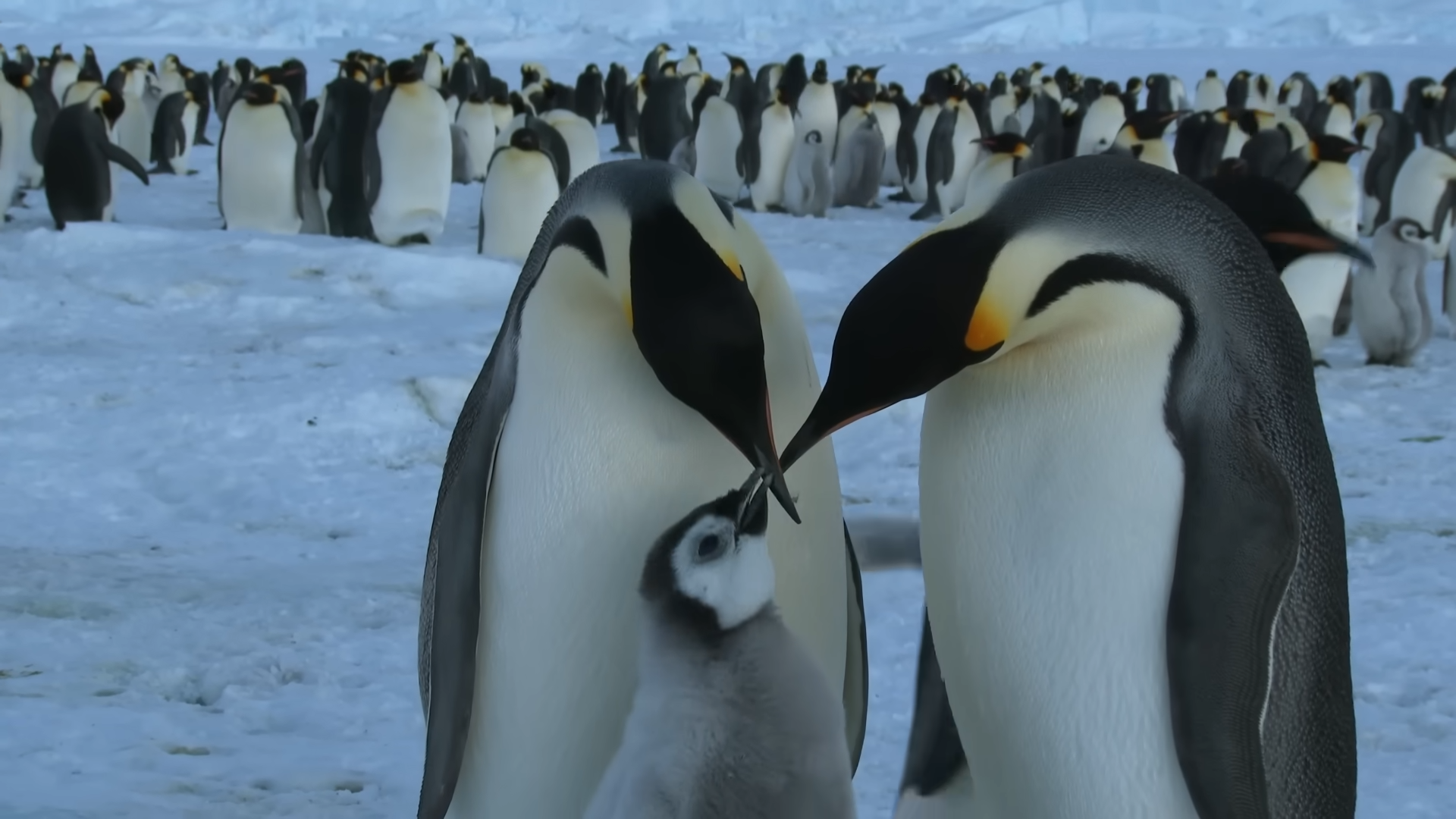 This penguin walks 100km across Antarctic ice just to protect one egg