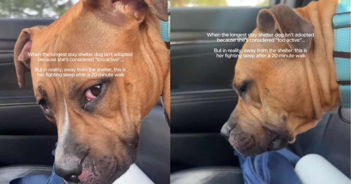 Shelter Dog Isn't Adopted Yet for Being ‘Too Active' Only Wants Company