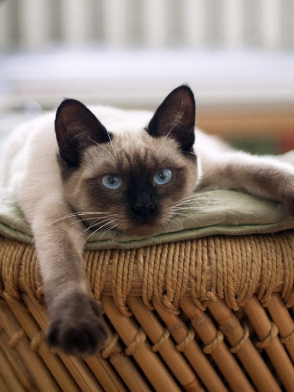 These cat quotes are so accurate it’s almost unsettling