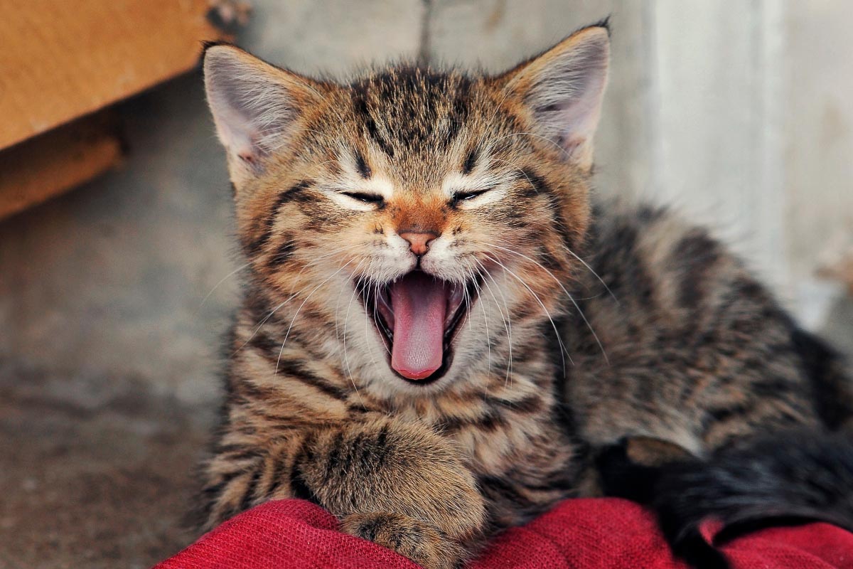 These cat quotes are so accurate it’s almost unsettling