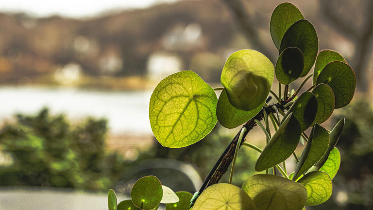 'Nature's algorithm' found in Chinese money plants