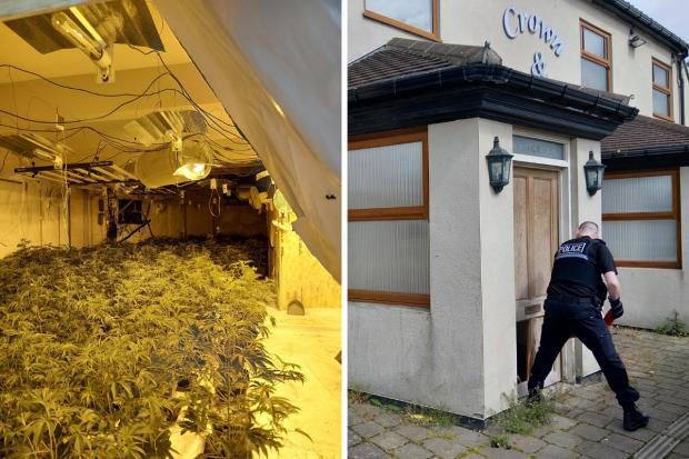 Police destroy huge 400-plant cannabis farm found inside closed County ...