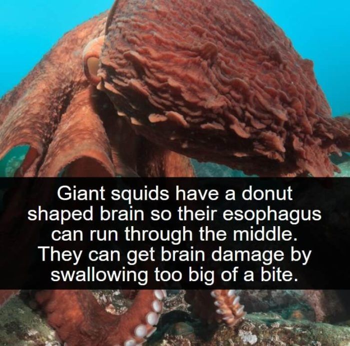 15 true facts that feel like internet myths