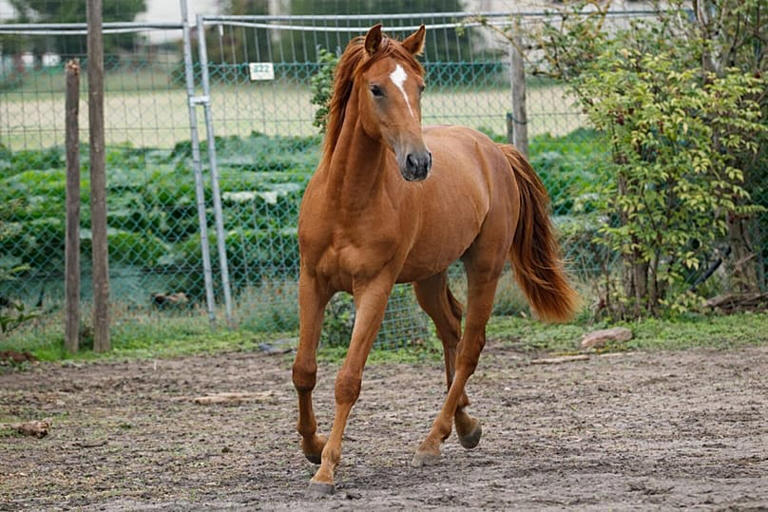 Rare Caucasian horse breed attracts renewed attention in Germany