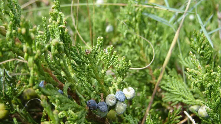 6 common plants that may attract snakes and scorpions into your apartment