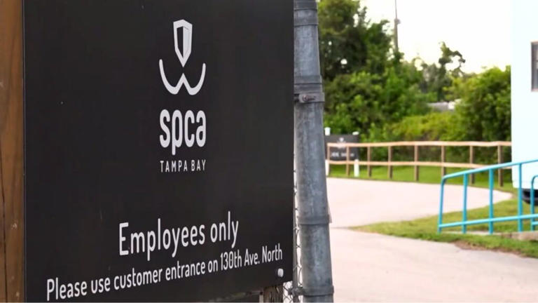 Florida shelter faces lawsuit following rescue pig’s alleged sunburn ...