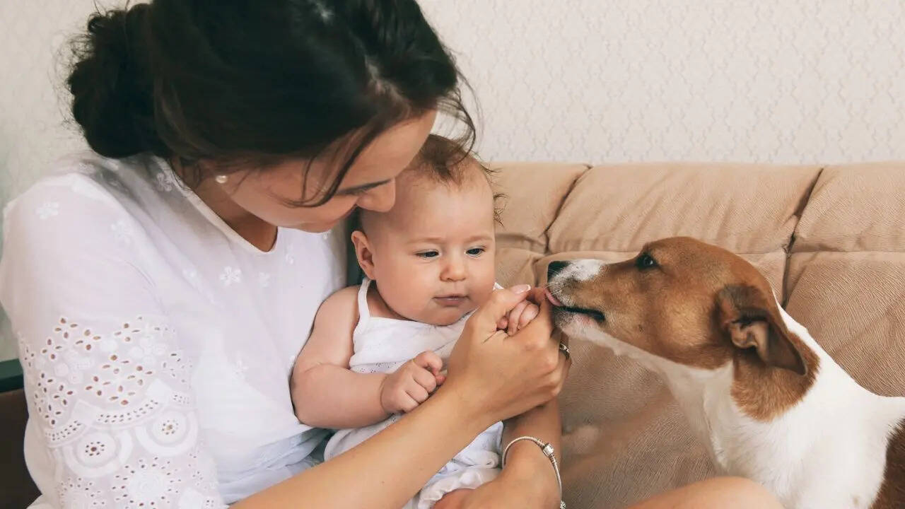 Planning to be a pet parent? These are the 5 best pets one can keep in ...