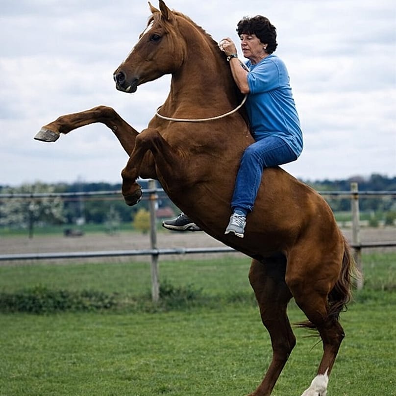 Rare Caucasian horse breed attracts renewed attention in Germany