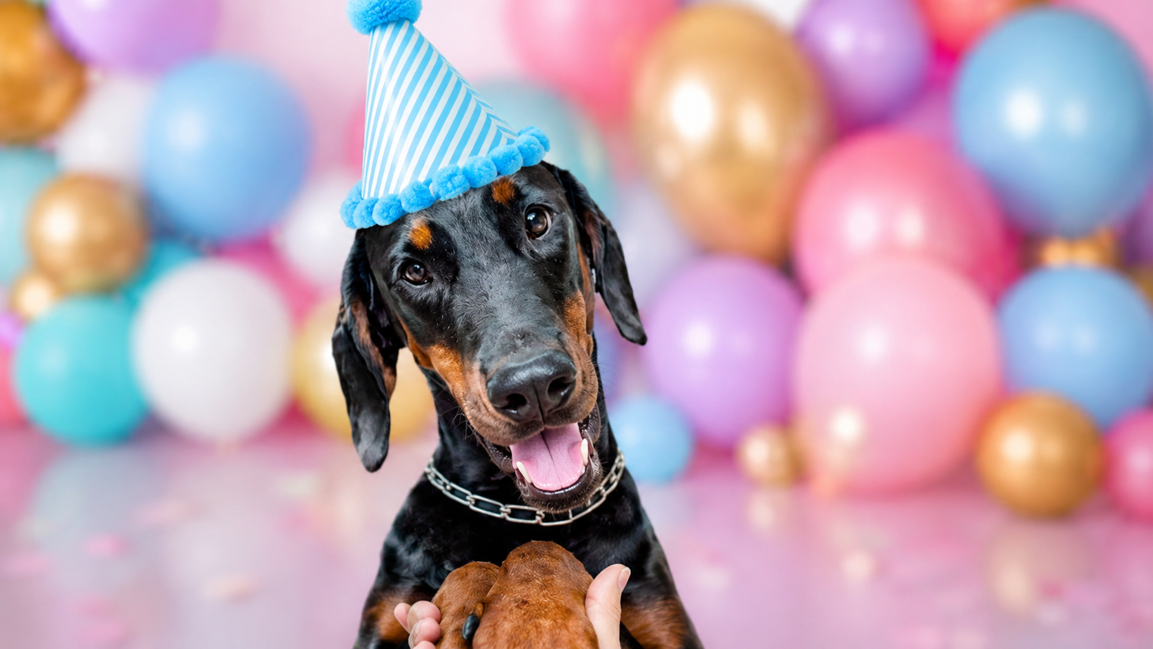 My Doberman celebrates her very first birthday