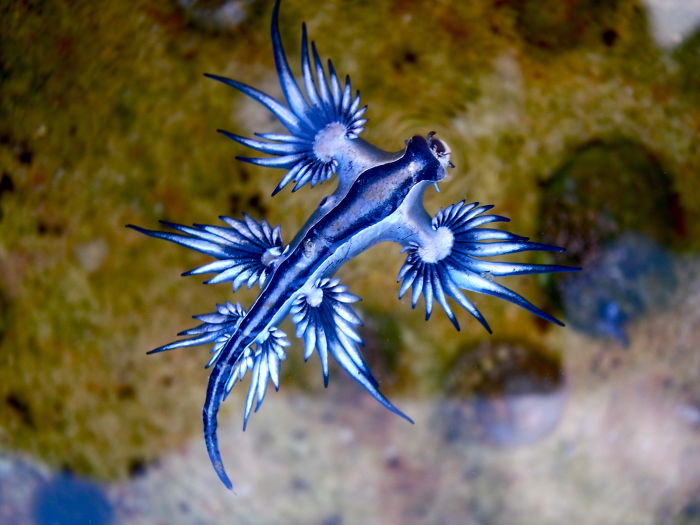 58 unusual animals on Earth that you probably don’t know of