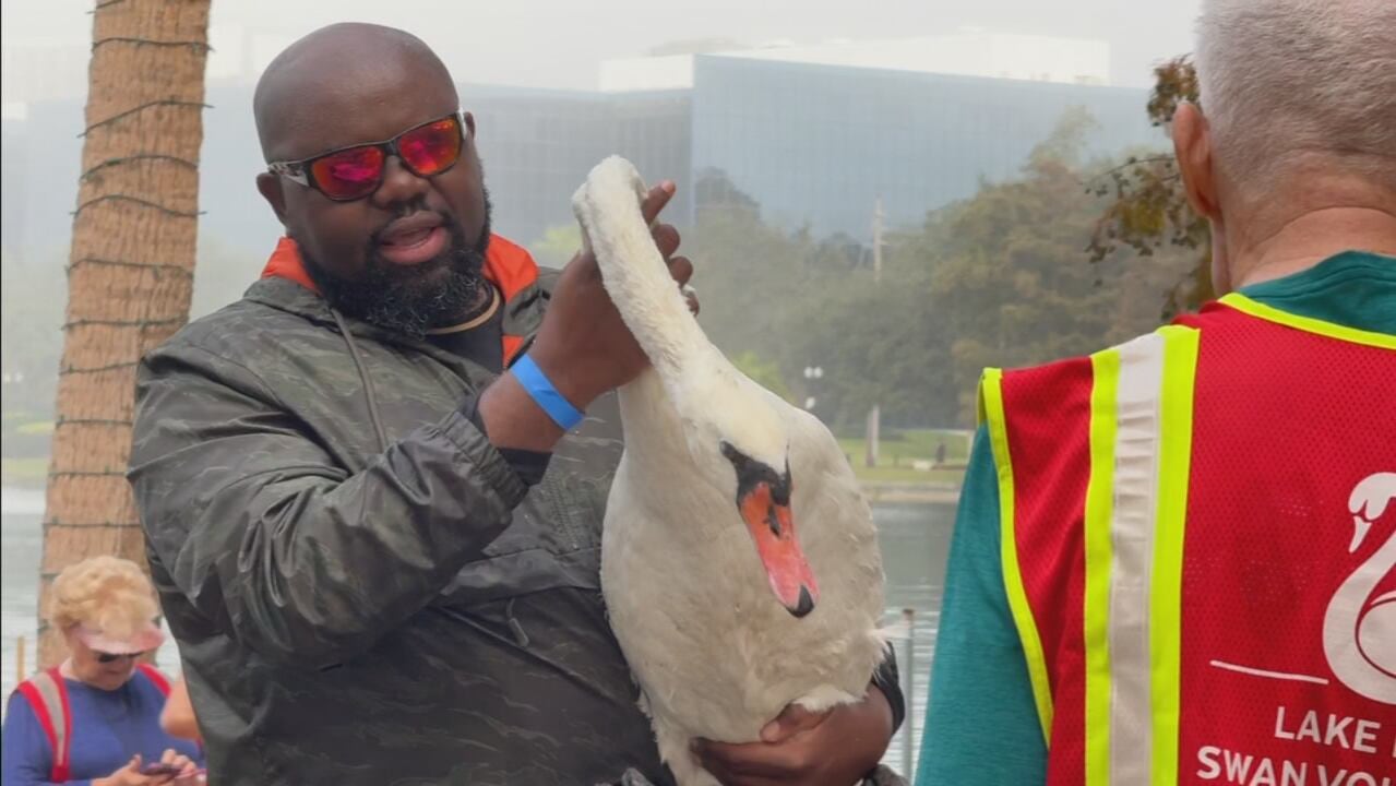 Orlando begins relocation of Lake Eola swans after bird flu outbreak ...