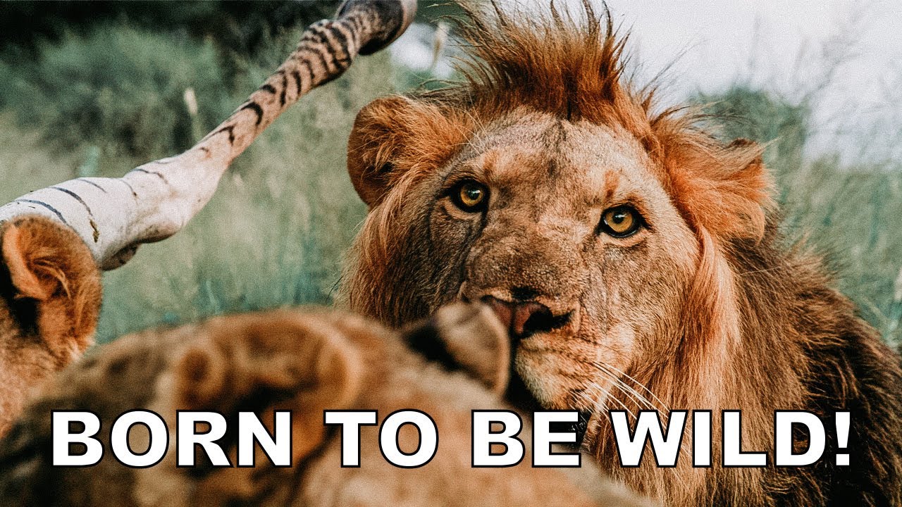Born to be wild