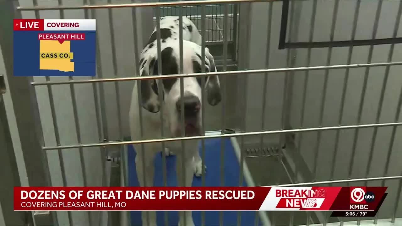 Dozens of Great Danes, including puppies, rescued from Missouri property