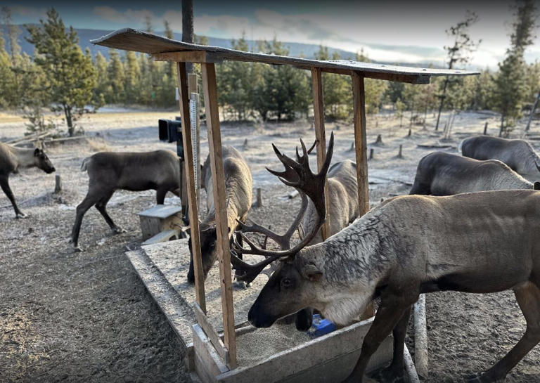 BC biologist disciplined for 'hunting' caribou after shooting clips to ...