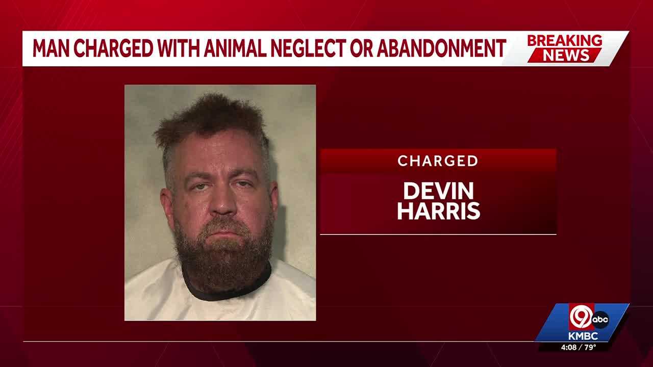 Dozens of Great Danes, including puppies, rescued from Missouri property