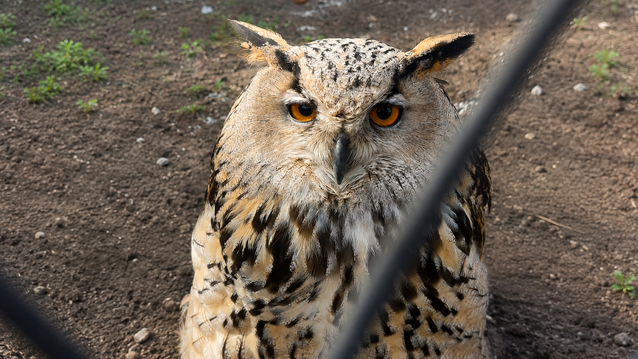 I tried to provoke an owl, but she trolled me with her calmness