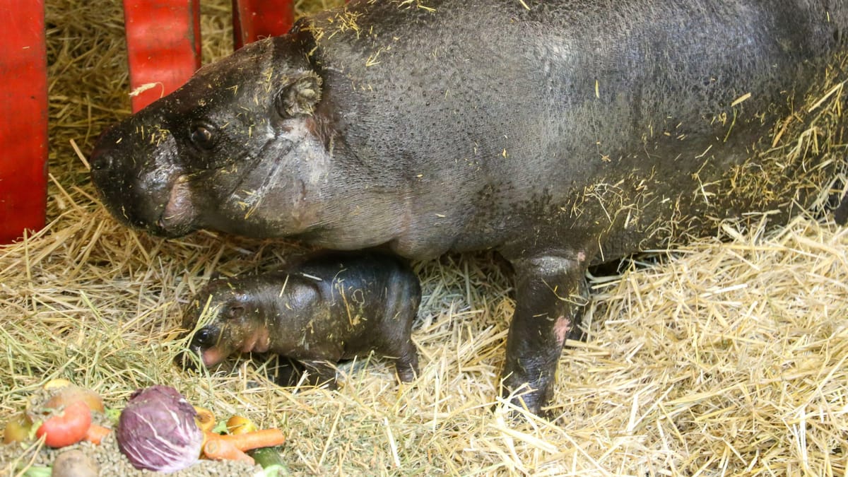 Hippo-Dame Debbie hat Nachwuchs bekommen