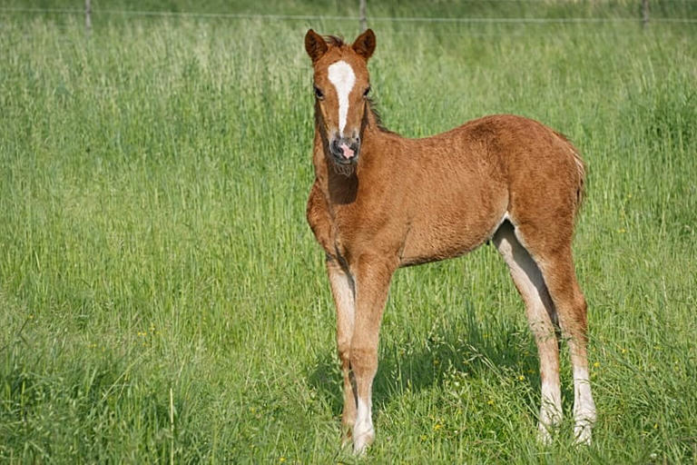 Rare Caucasian horse breed attracts renewed attention in Germany