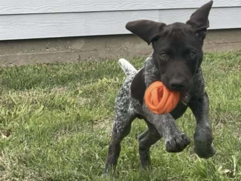 If a copperhead bites your dog, here's what NC veterinarians say you ...