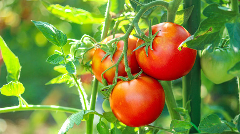 Plant these 3 herbs near your tomatoes to help them flourish