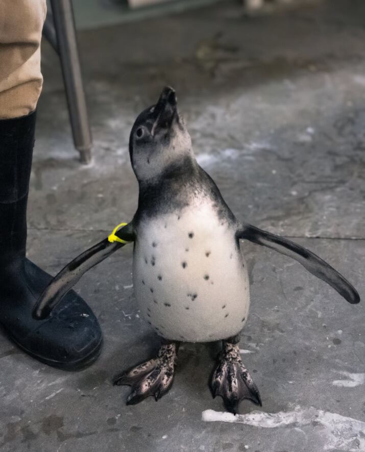 Mesker Park Zoo announces birth of baby penguin