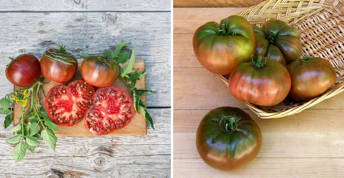 16 tomato varieties that shine from garden bed to plate