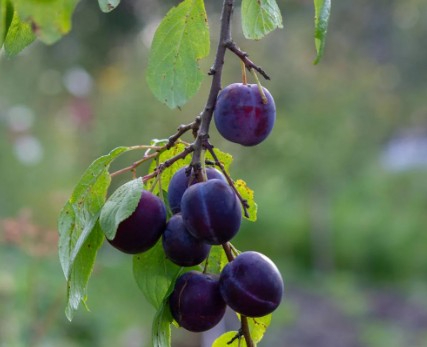 10 prune benefits that support daily nutrition