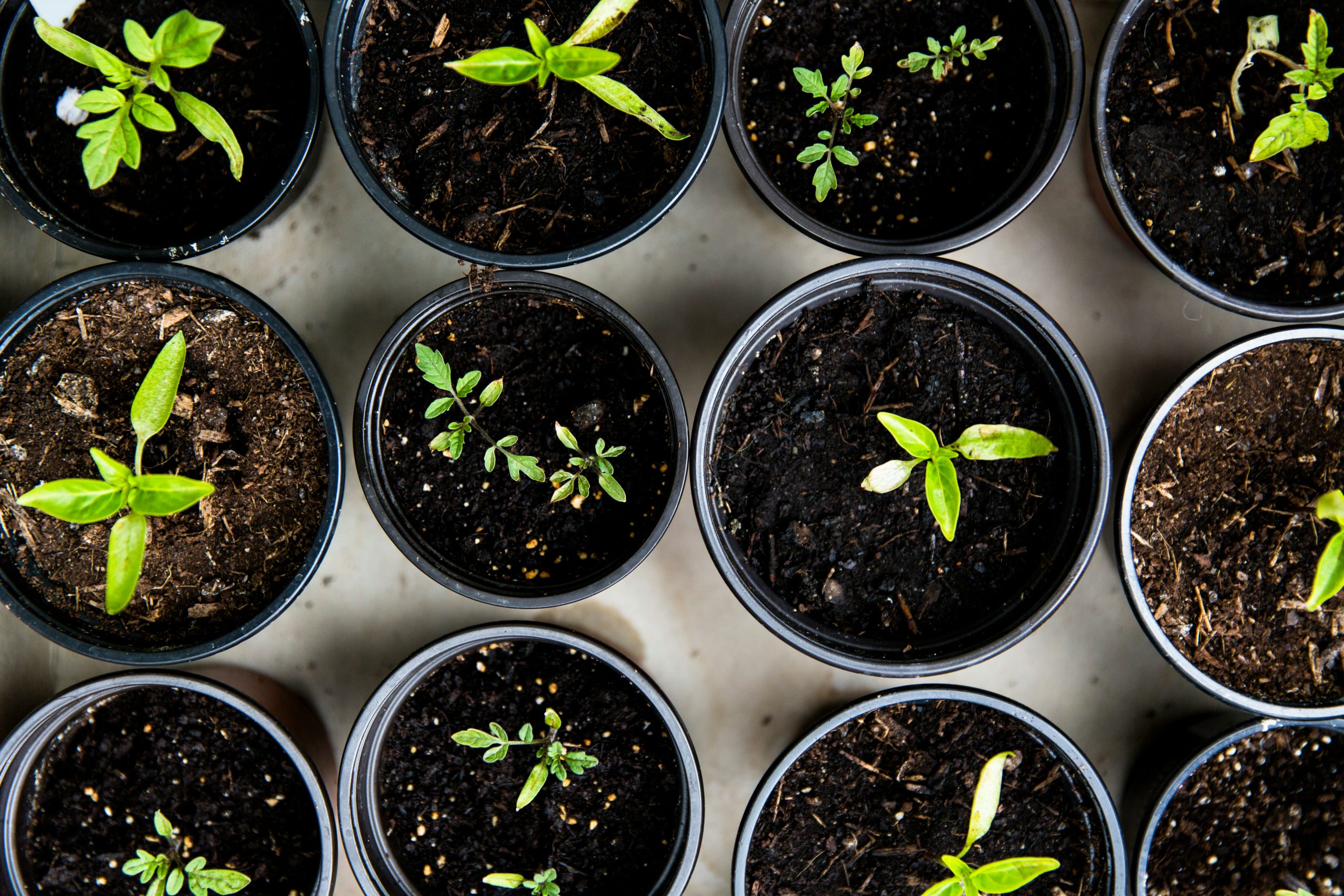 Mistakes you make trying to grow your own herbs