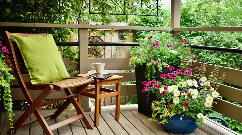 The gorgeous flowering plant that adds color & privacy to your space