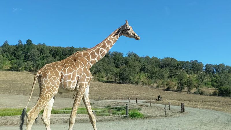 This massive Oregon safari park lets you wash African elephants, feed ...
