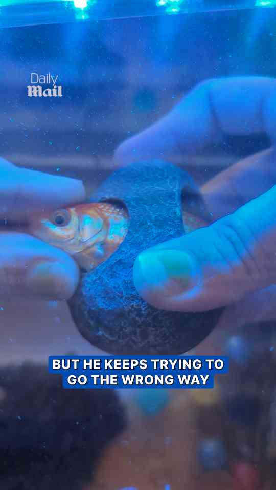 Mom rushes to save daughter’s struggling goldfish
