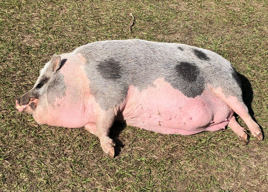 Florida shelter faces lawsuit following rescue pig’s alleged sunburn ...