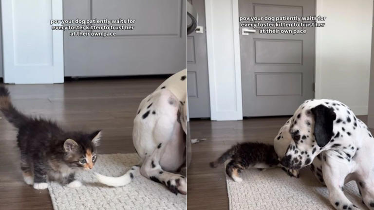Foster kitten learns to trust 'patient' big dog, slowly returns her love
