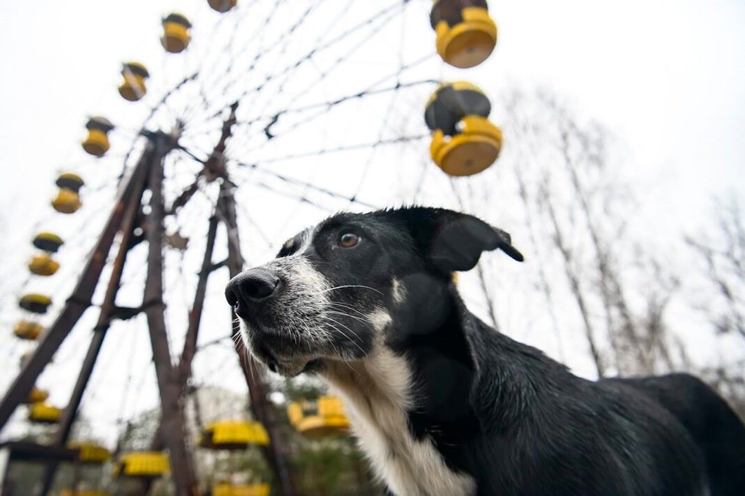 Chernobyl dogs are 'evolving' faster than usual, research shows