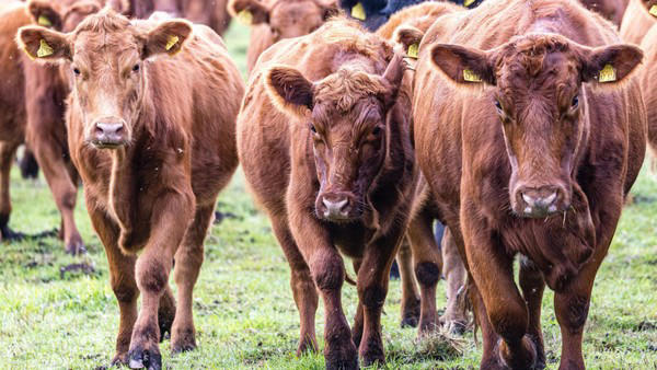 Schon wieder Rinder gestohlen – Landwirt fassungslos: "Absoluter Schock"