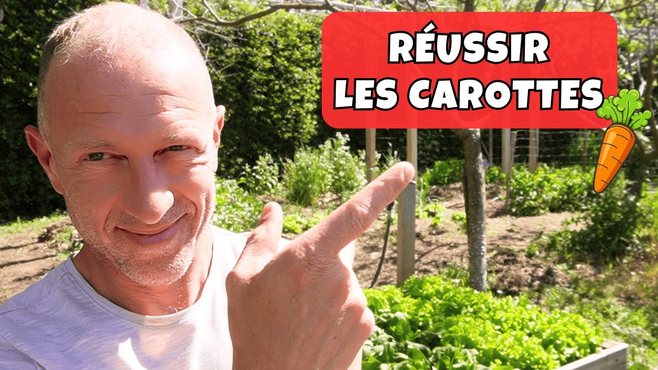 Comment réussir la carotte au potager familial
