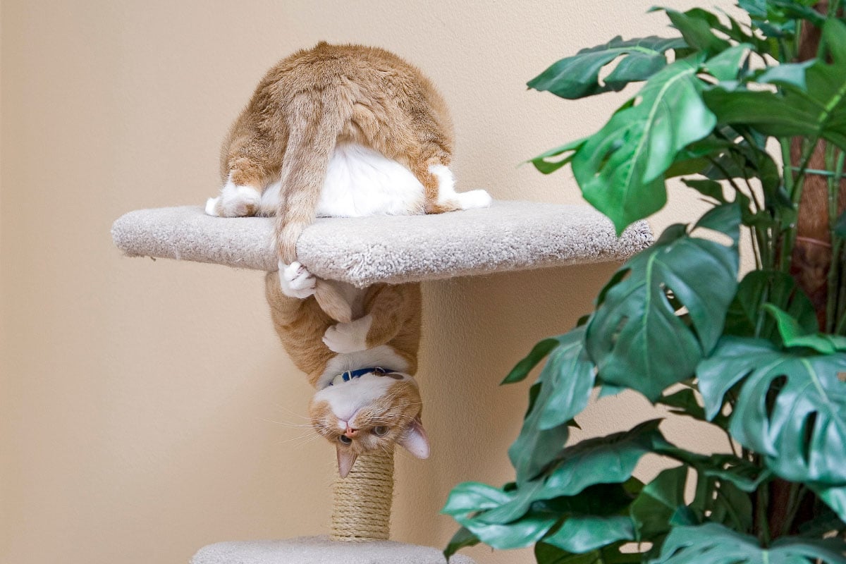 When your cat chases their tail, here’s what’s actually going on