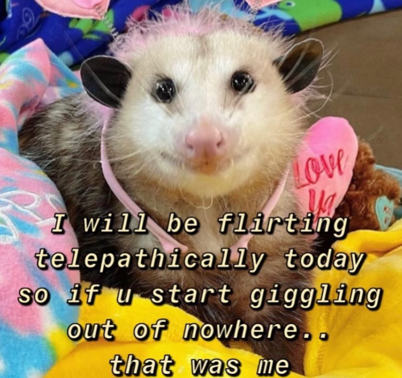 22 delightfully chaotic possum memes crawling out of the happier side ...