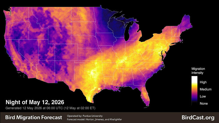 Millions of birds will fly over NJ tonight. See why your lights matter