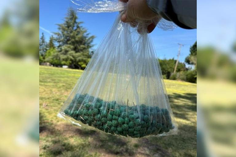 Suspected rat poison found at South Bay park, 1 dog sickened