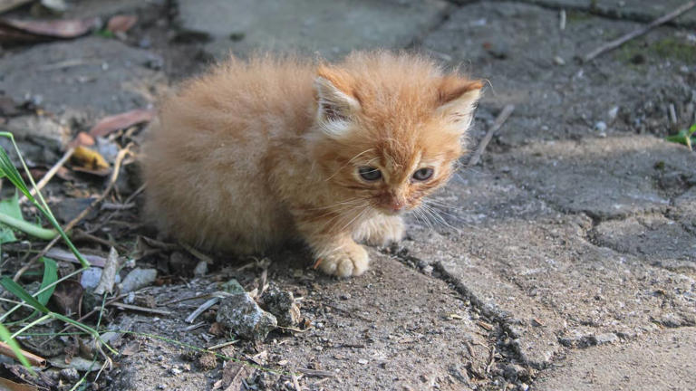 Nobody knew what covered this tiny kitten until rescuers started ...