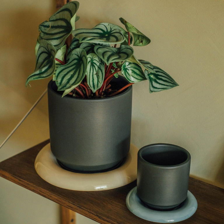 I built my dream garden in a 615-square-foot apartment—here’s ...