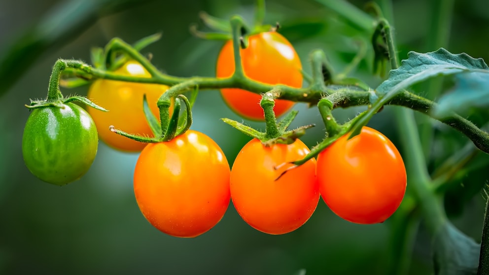 Watery tomatoes? These common mistakes might be to blame