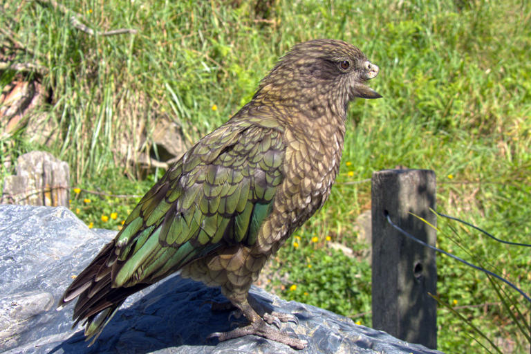 No beak = weak? Not for this New Zealand parrot that’s the alpha male ...