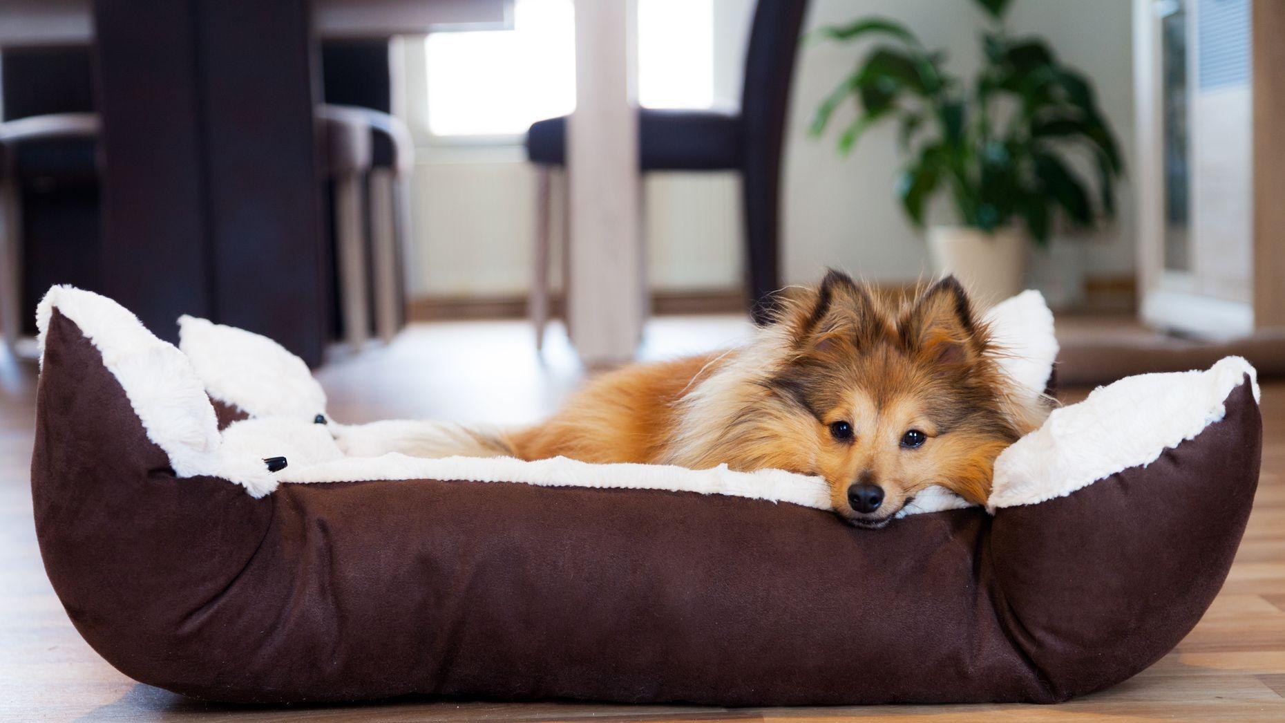 5 dog breeds famous for their friendly and easygoing personality